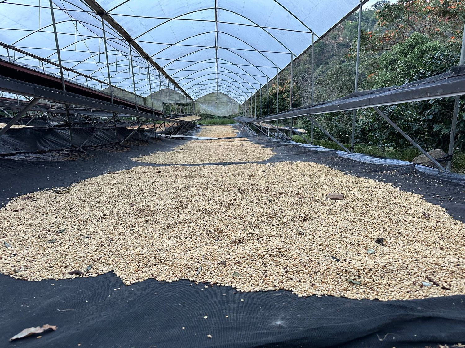 Coffee Journal | Brewing Tips, Guides & Stories | 3 Arrows Coffee