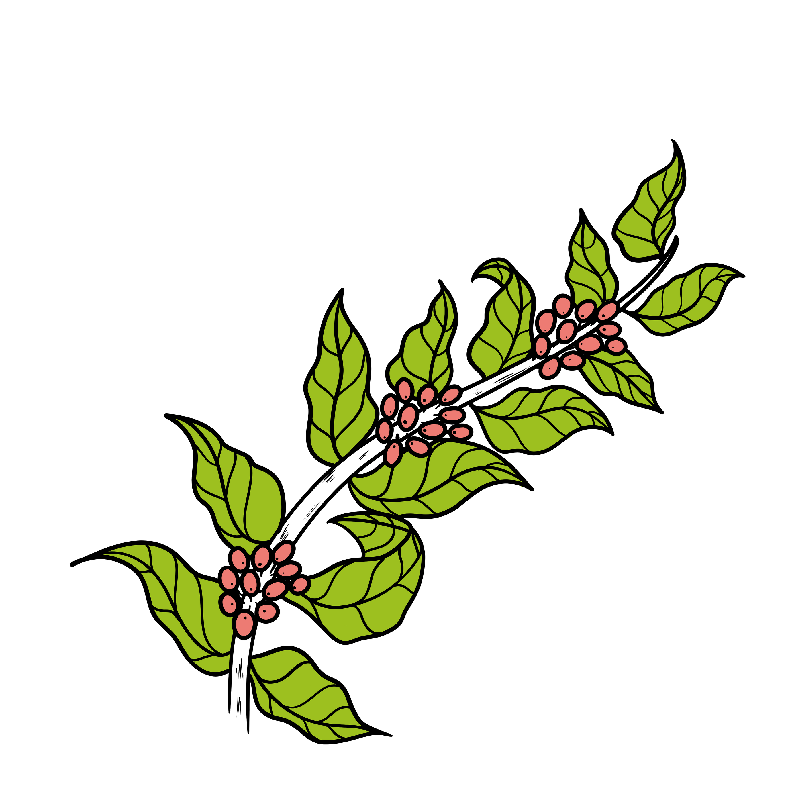 3 Arrows Coffee